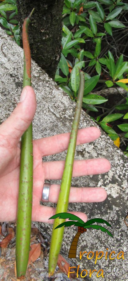 Rhizophora apiculata – Tropica Flora