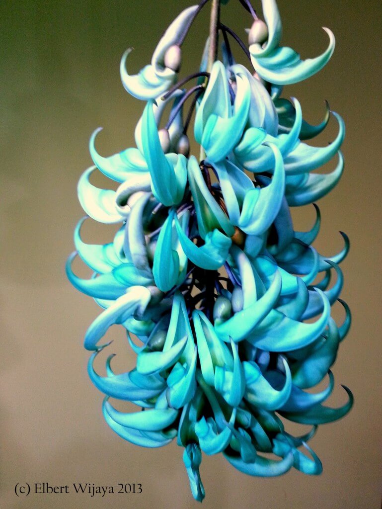 Strongylodon macrobotrys - Tropica Flora